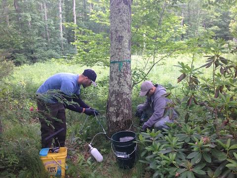 Mountain Top Arboretum project holds out hope for embattled ash trees ...